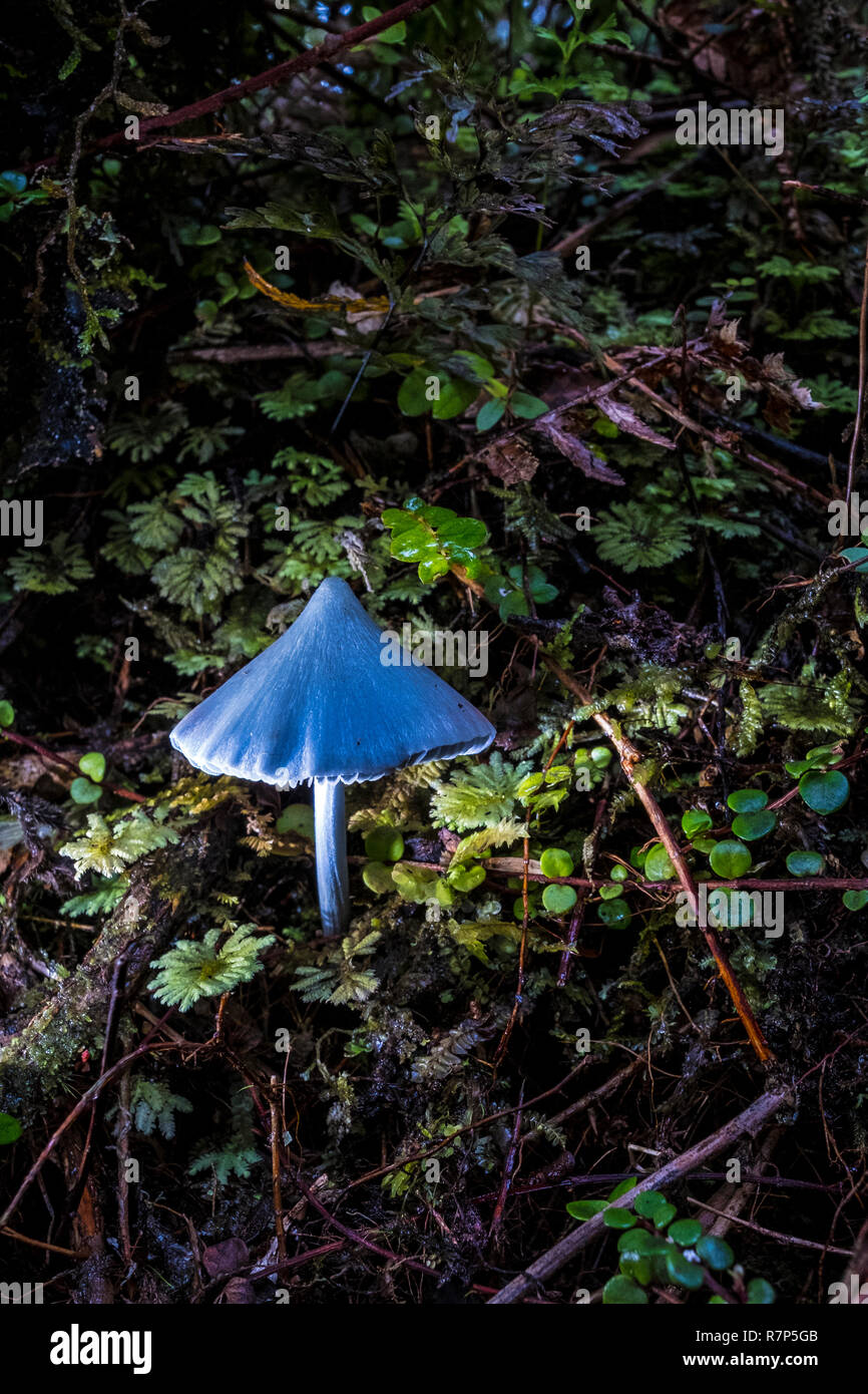 Entoloma hochstetteri - Blue mushroom Stock Photo - Alamy