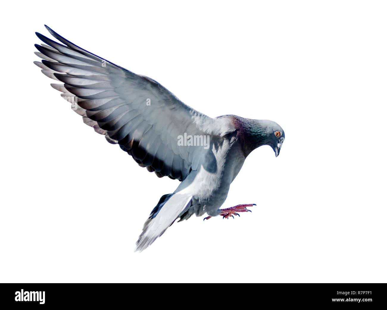 full body of flying pigeon bird isolated white background Stock Photo ...