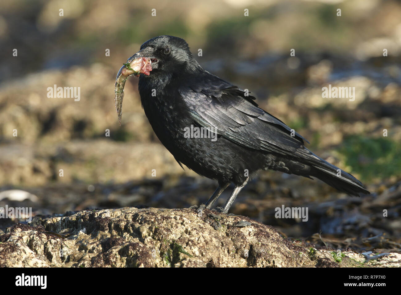 A Carrion Crow (Corvus corone) perching on a rock on a beach in the UK ...