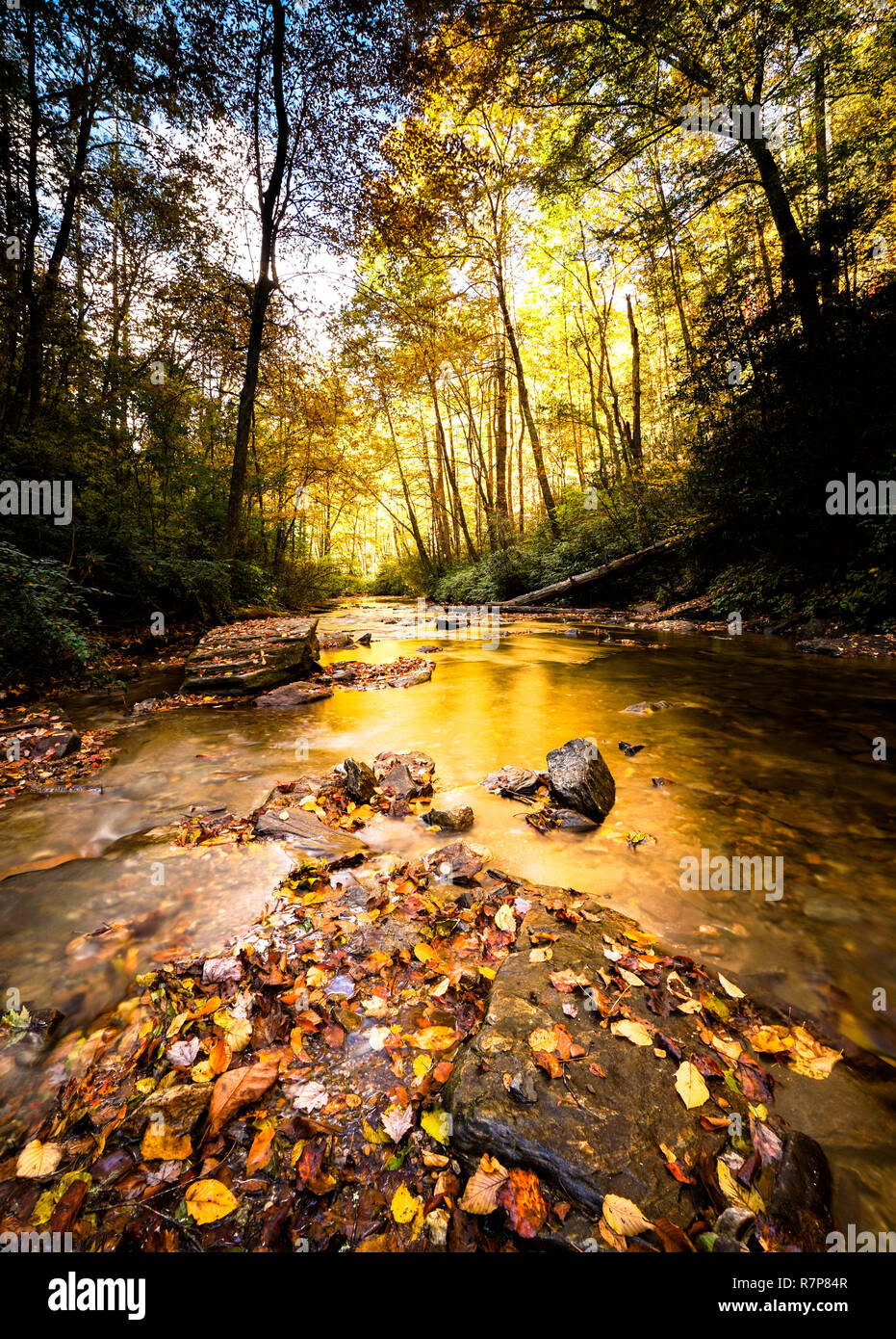 fall river and forest landscape with intense autumn colors and foliage ...
