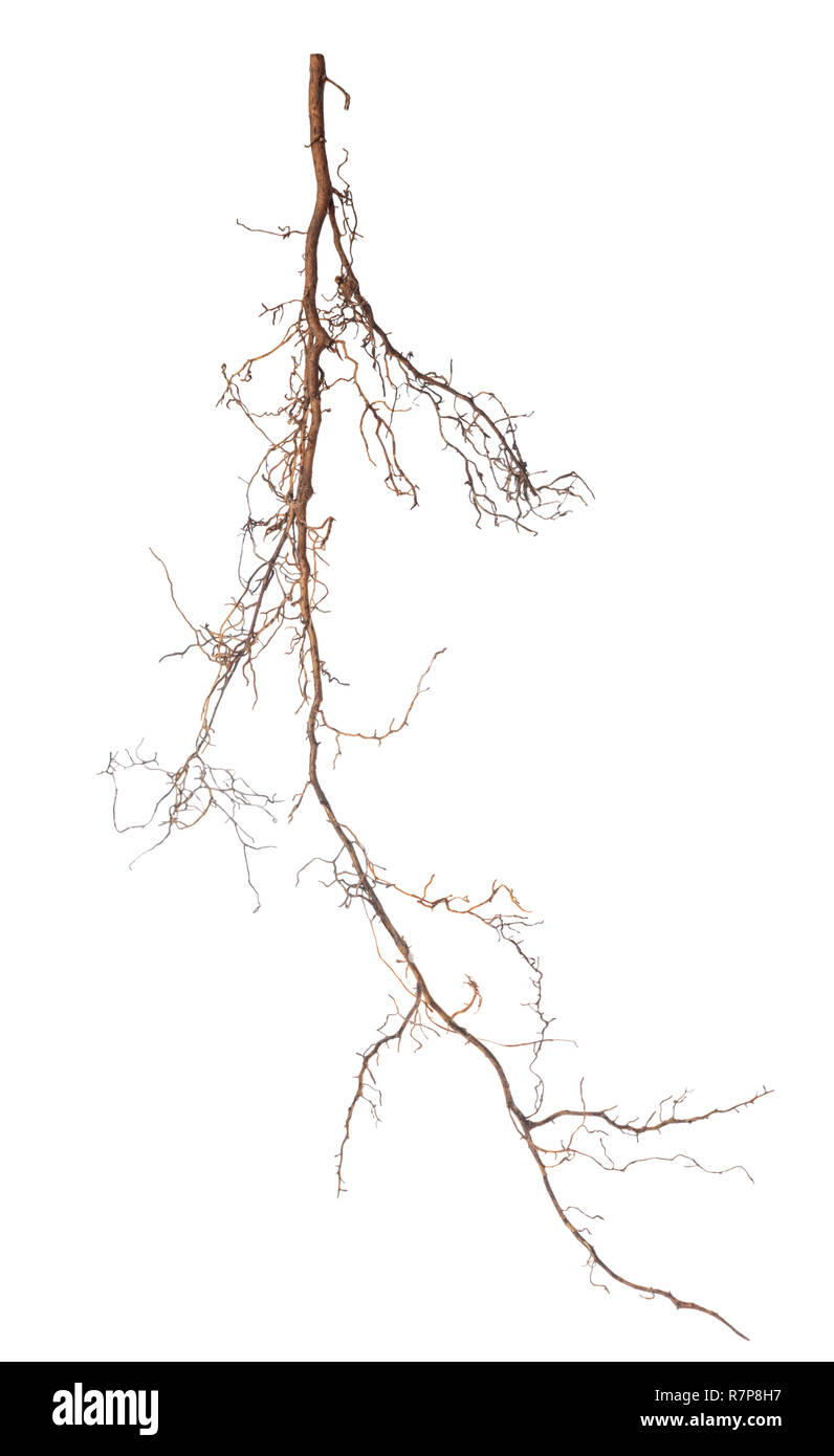 beautiful roots of tree is isolated on white background Stock Photo - Alamy