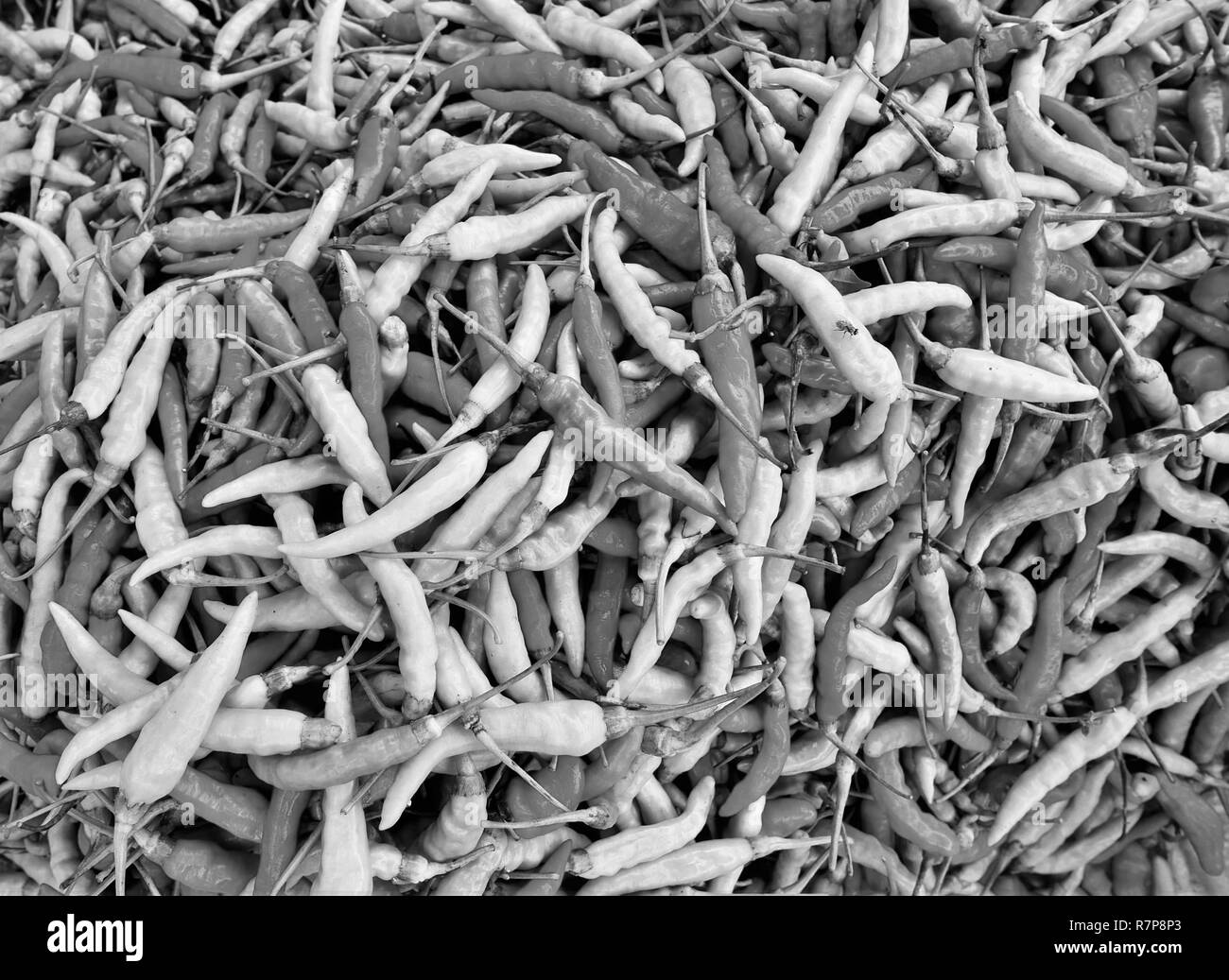 Hot chili peppers in Black and White Stock Photos & Images - Alamy