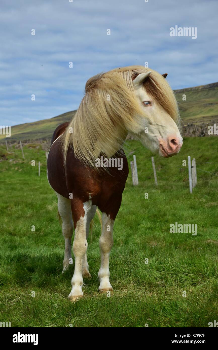 Icelandic stallion in the color splashed white, with white legs and a ...