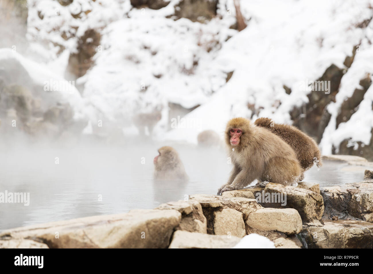 japanese macaques or snow monkeys in hot spring Stock Photo - Alamy