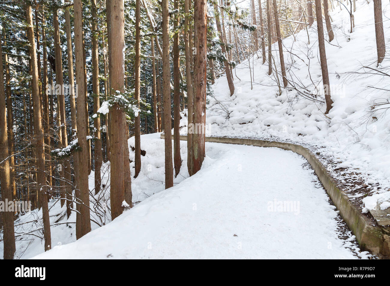 snow path in winter forest, japan Stock Photo - Alamy