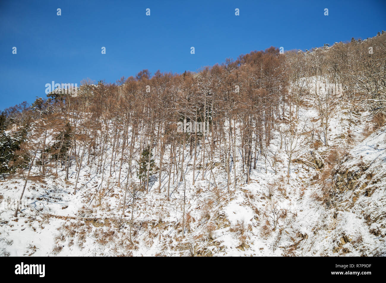 winter forest in japan Stock Photo - Alamy