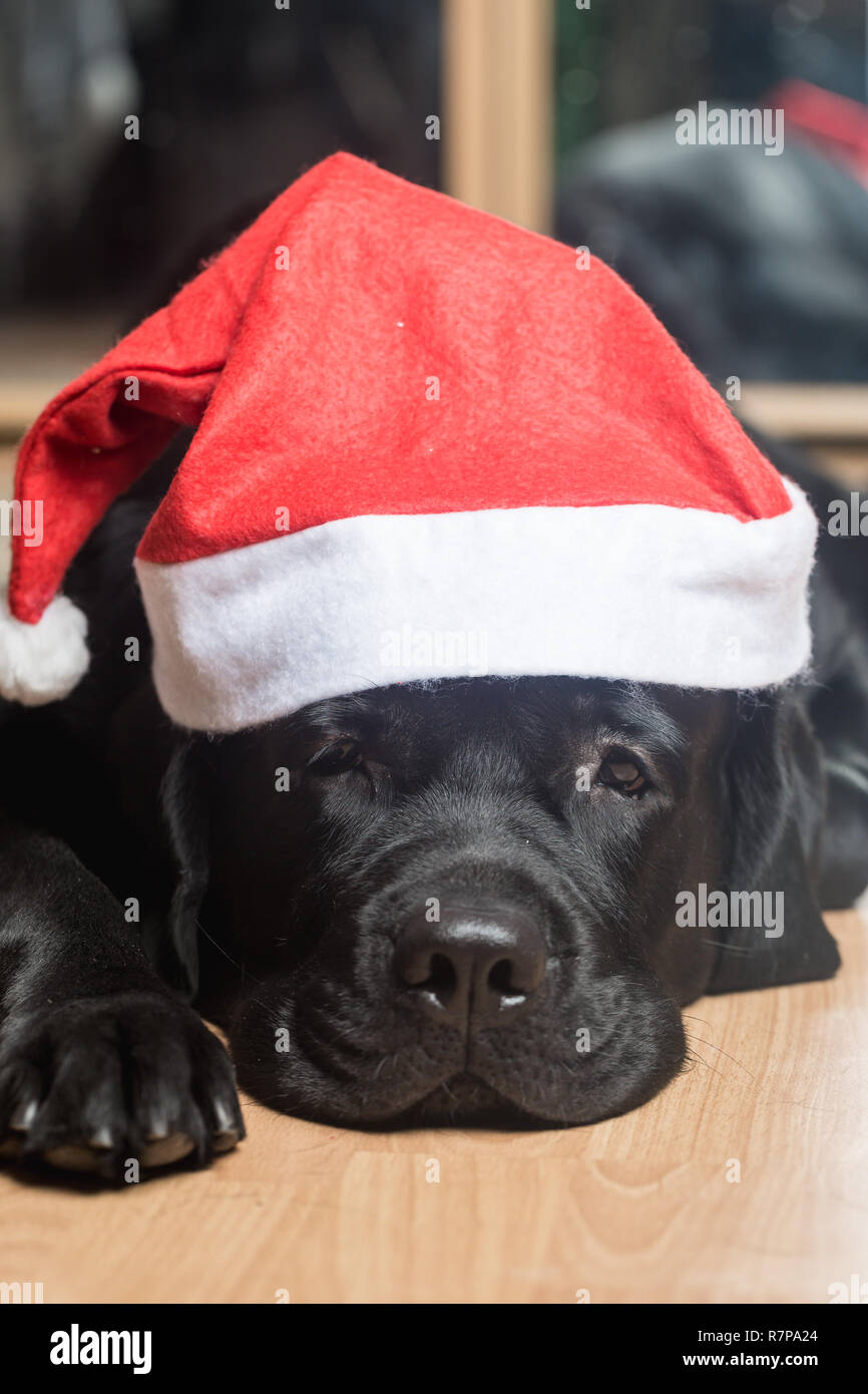 Black lab santa hat hi-res stock photography and images - Alamy