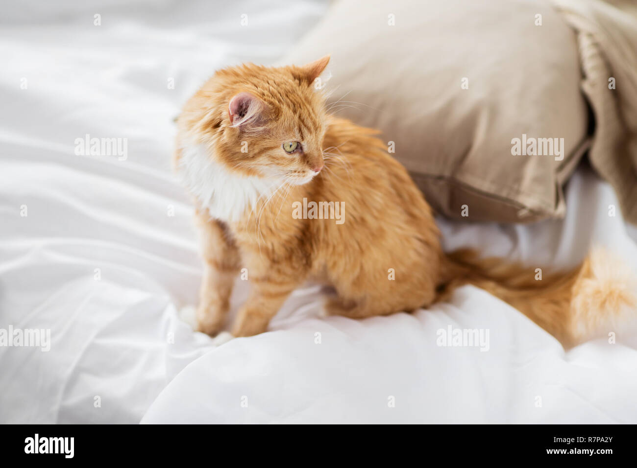 red tabby cat at home in bed Stock Photo - Alamy