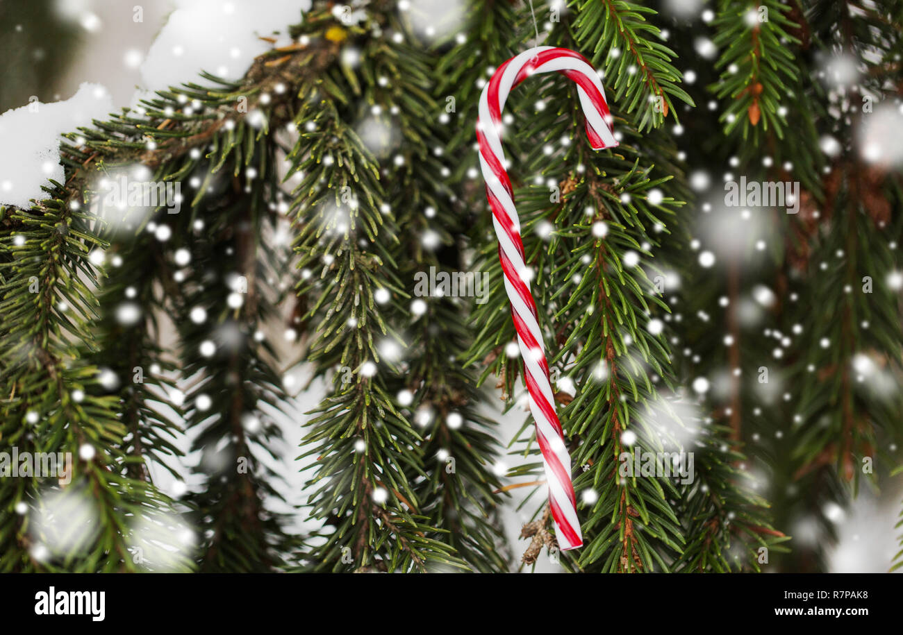 Fir tree candy cane hi-res stock photography and images - Alamy