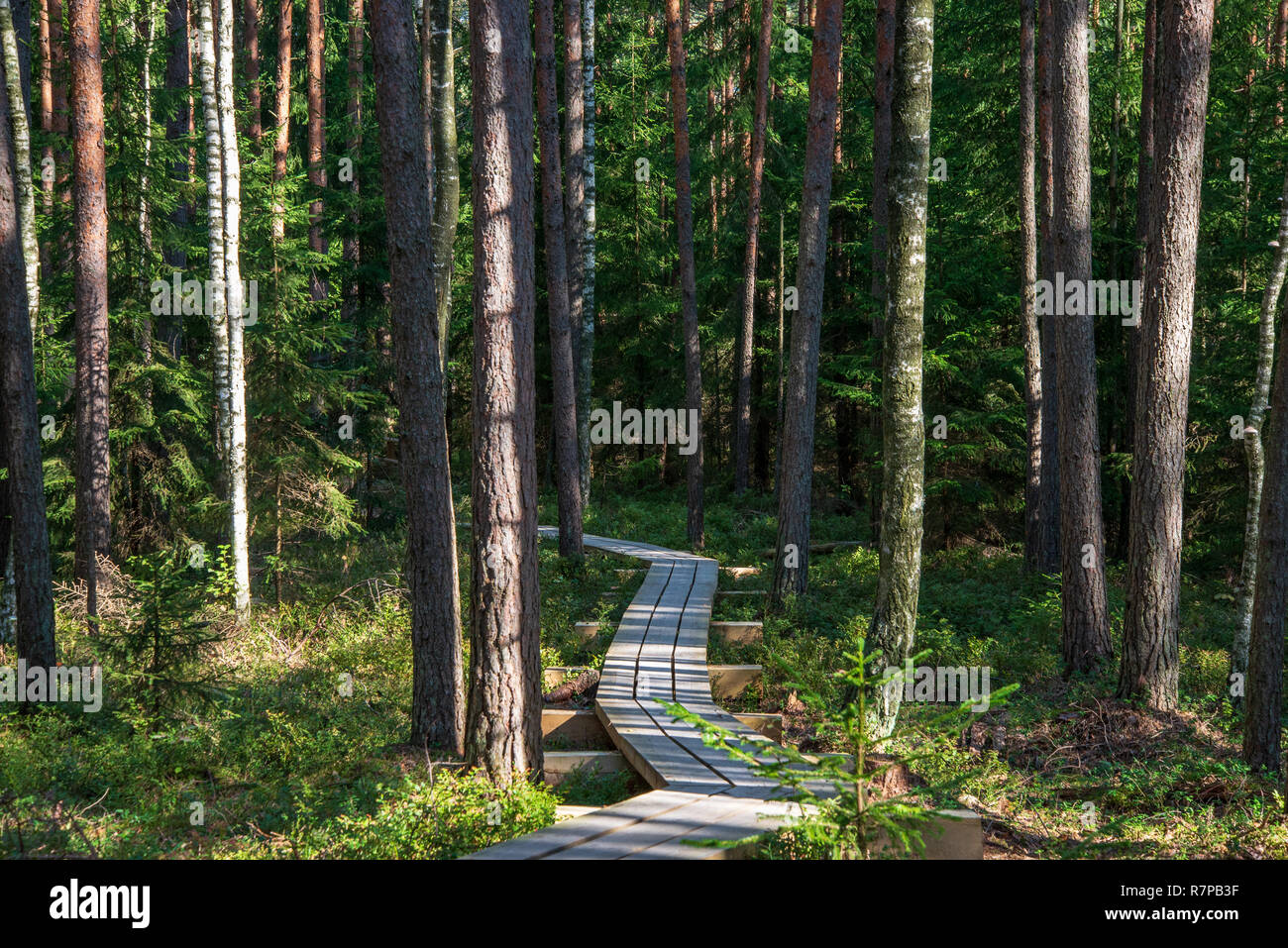 calm and peaceful pine tree forest with green forest bed and straight tree trunks in mist Stock ...