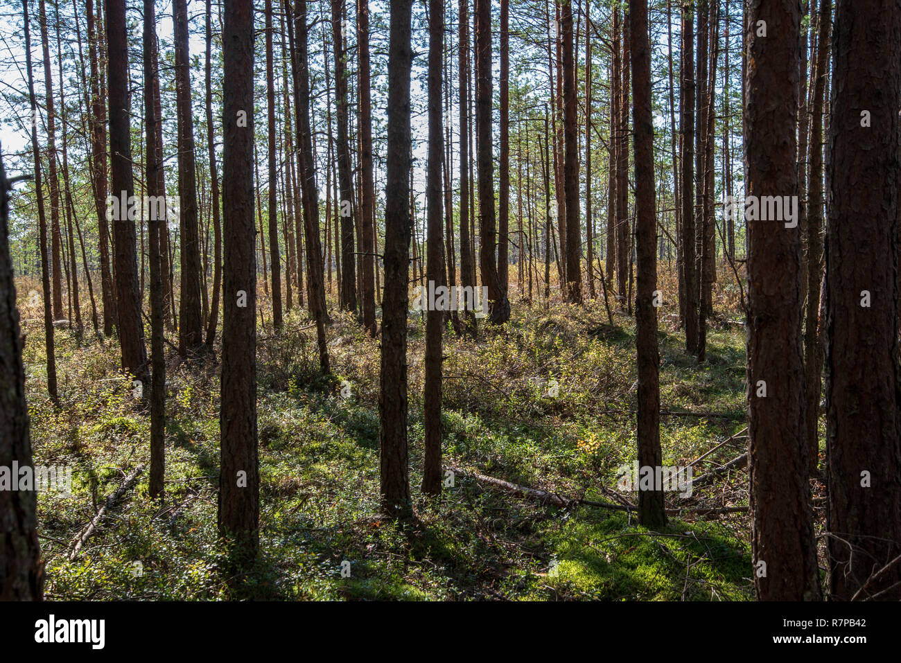 calm and peaceful pine tree forest with green forest bed and straight tree trunks in mist Stock ...