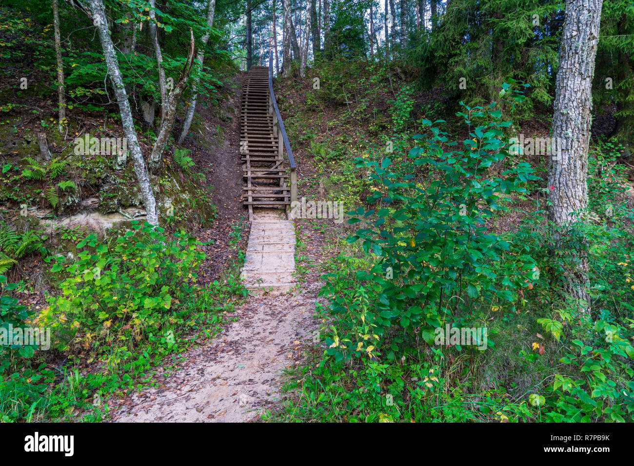 tourist hiking trail track in green summer forest with dark ground and ...