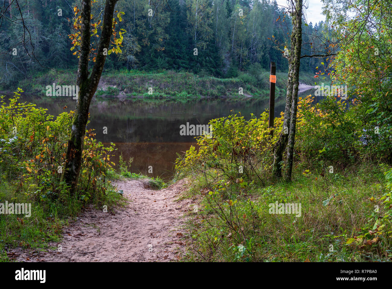 tourist hiking trail track in green summer forest with dark ground and ...