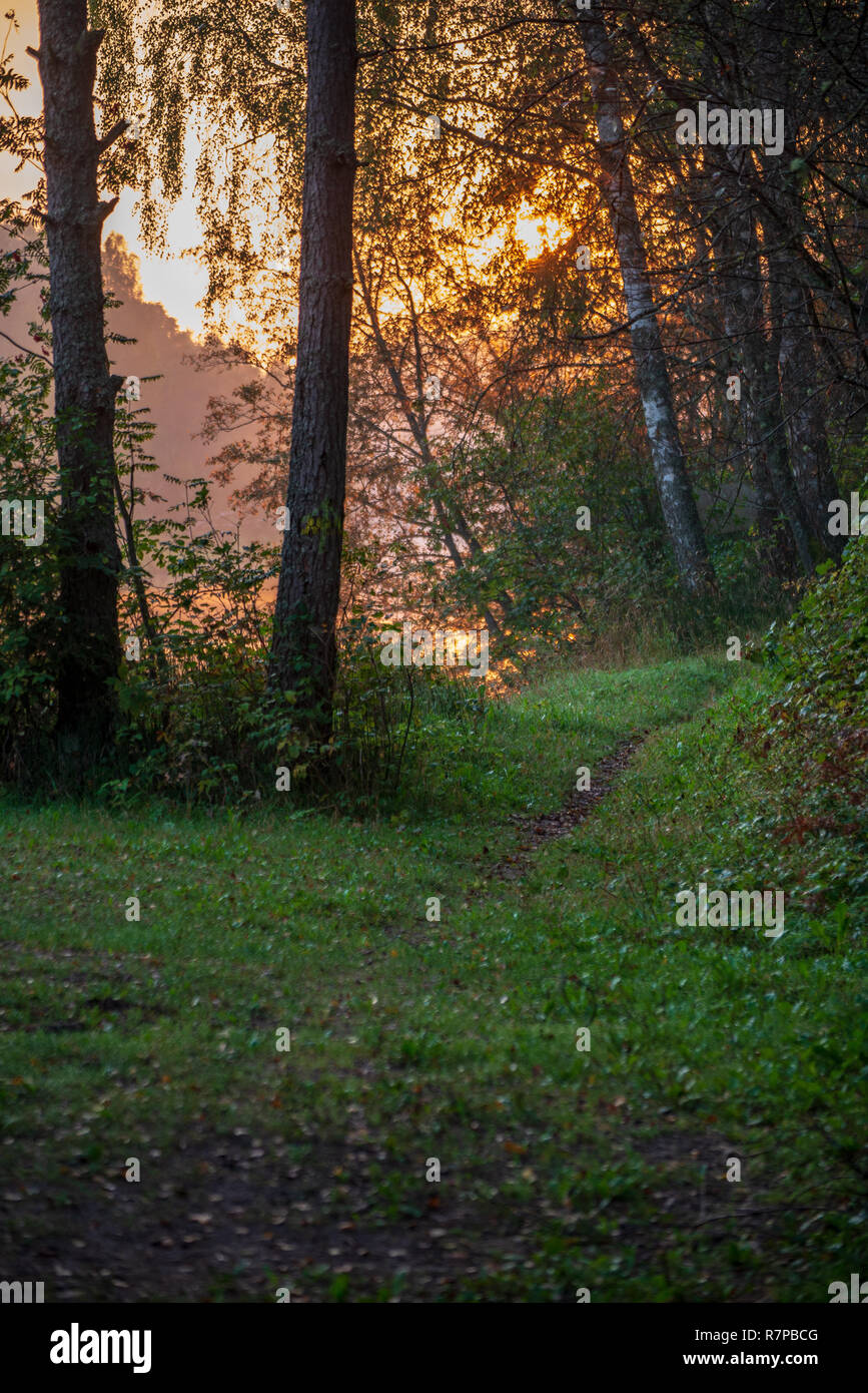 tourist hiking trail track in green summer forest with dark ground and ...