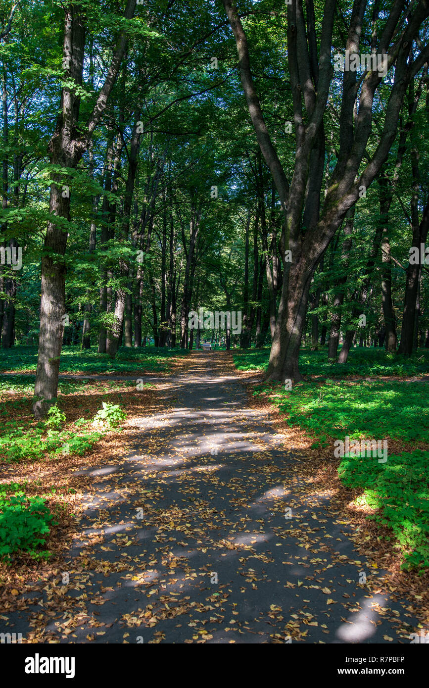 tourist hiking trail track in green summer forest with dark ground and ...