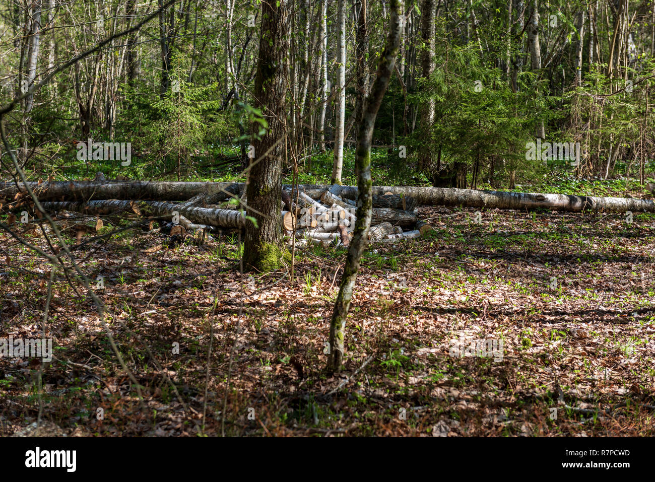 pile of freshly cut log wood in forest for burning in fire place Stock ...