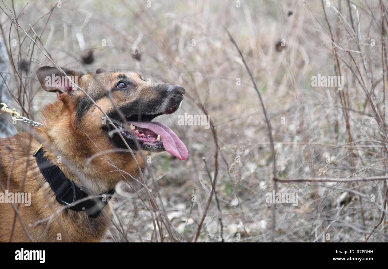 Belgian malinois army dog hi-res stock photography and images - Alamy
