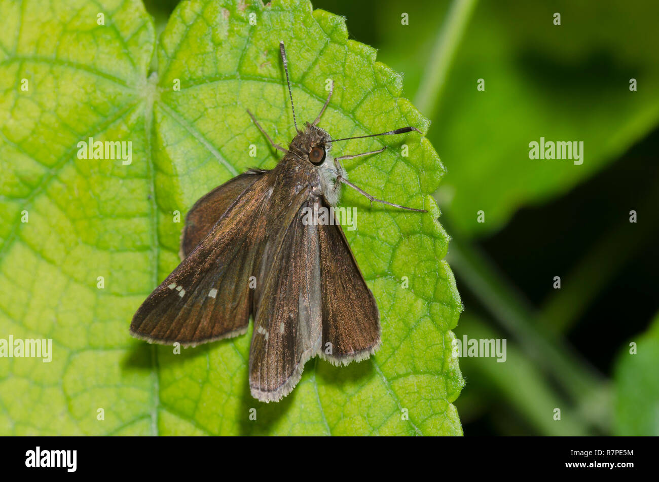 Ocherous Skipper, Lerema ochrius Stock Photo - Alamy