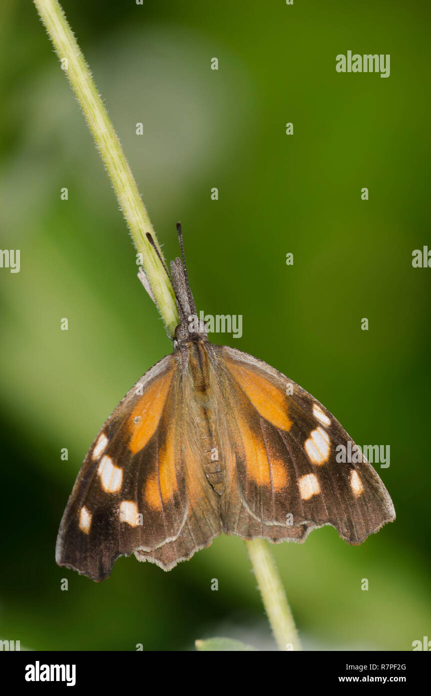 American snout butterfly hi-res stock photography and images - Alamy