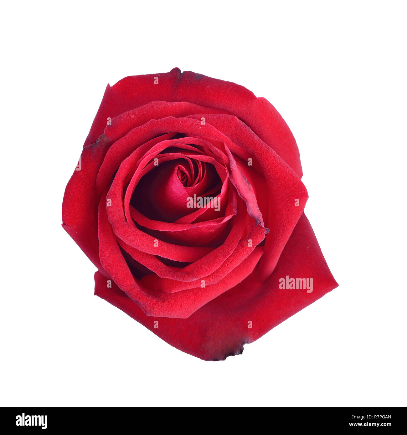red rose isolated on white background Stock Photo - Alamy