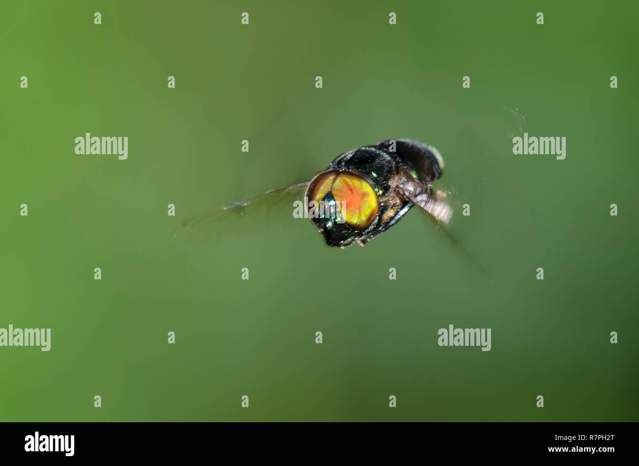 Ornidia obesa hi-res stock photography and images - Alamy