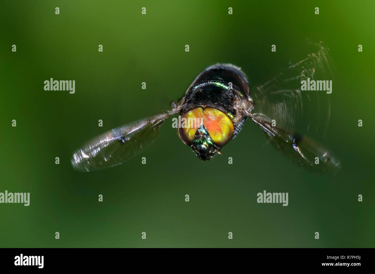 Ornidia obesa hi-res stock photography and images - Alamy