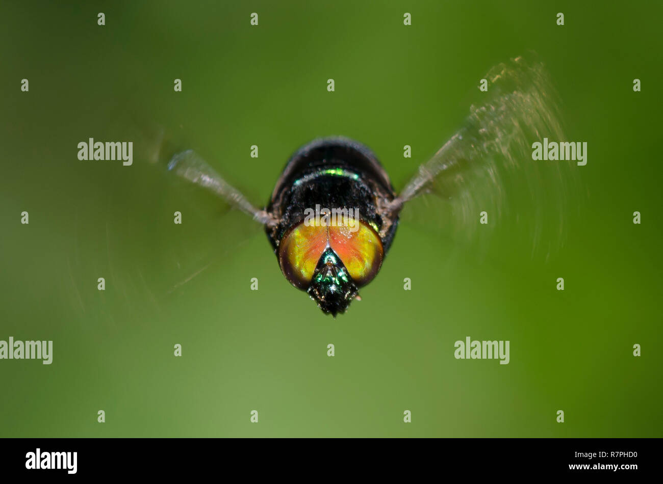 Ornidia obesa hi-res stock photography and images - Alamy