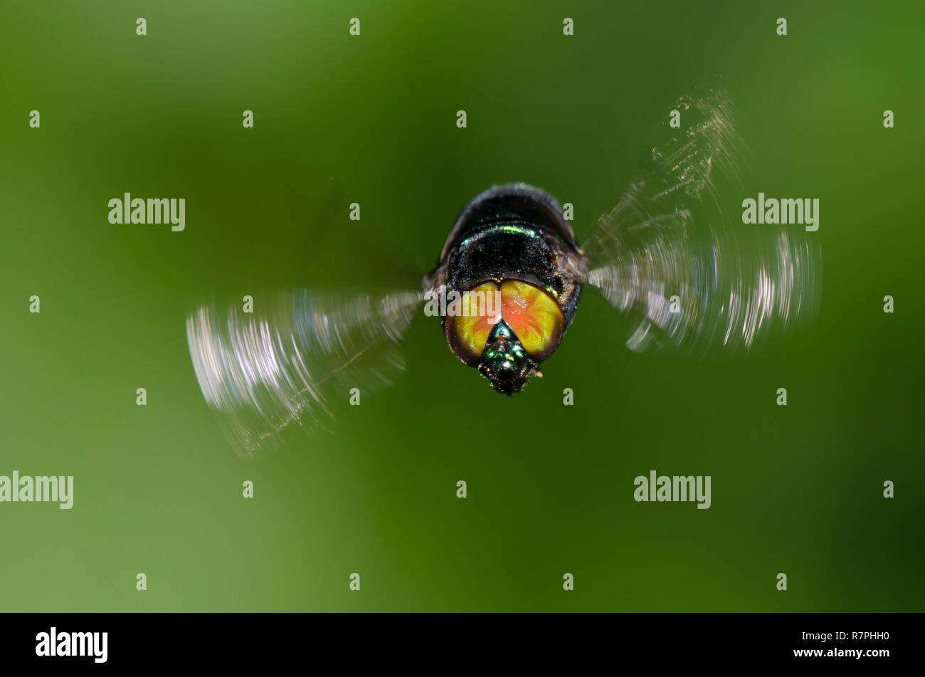 Ornidia obesa hi-res stock photography and images - Alamy