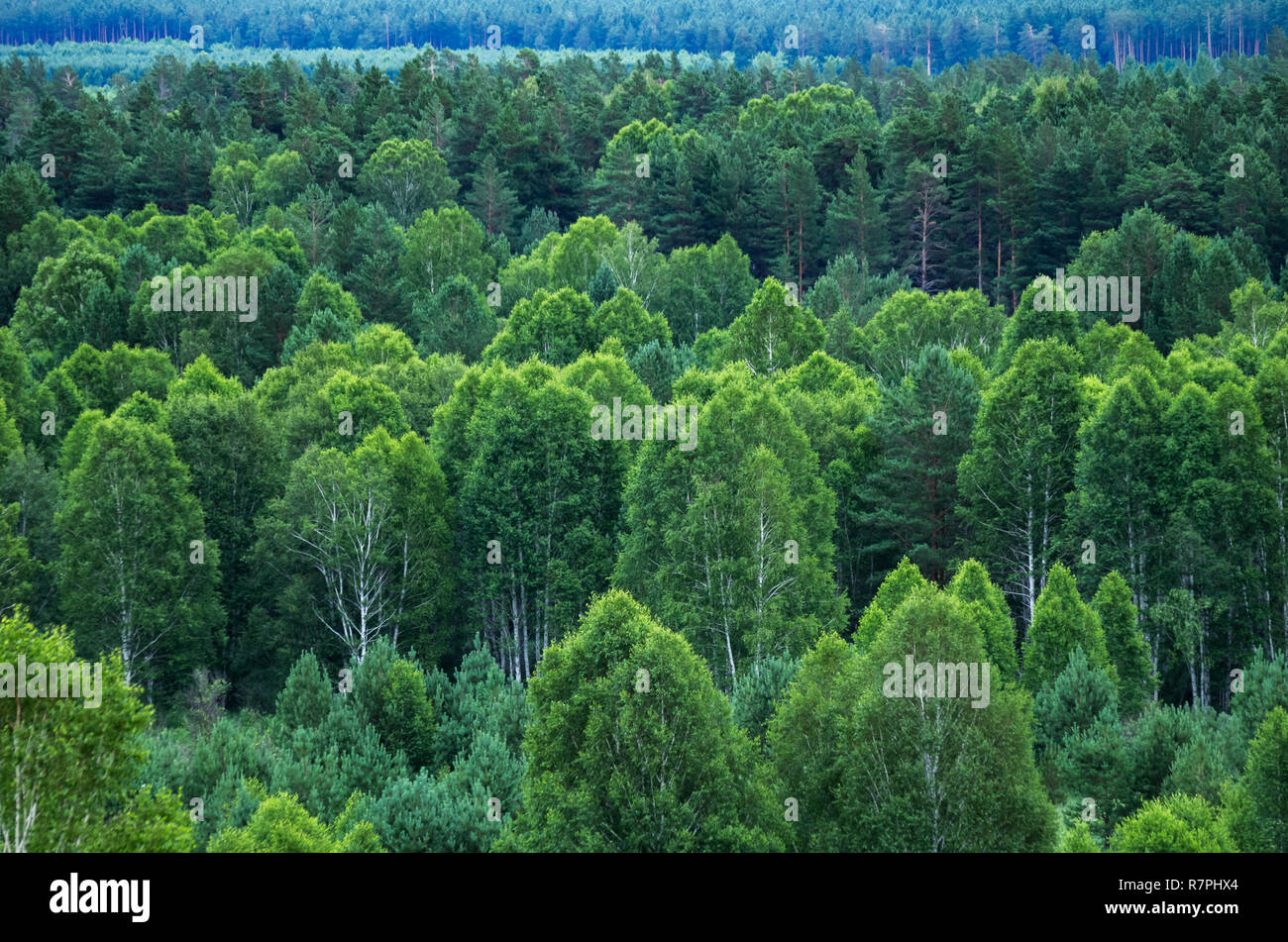 Pattern of layers of forest trees, evergreens in the mountains on a ...