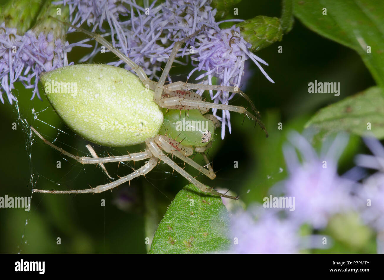 The Mist Spider