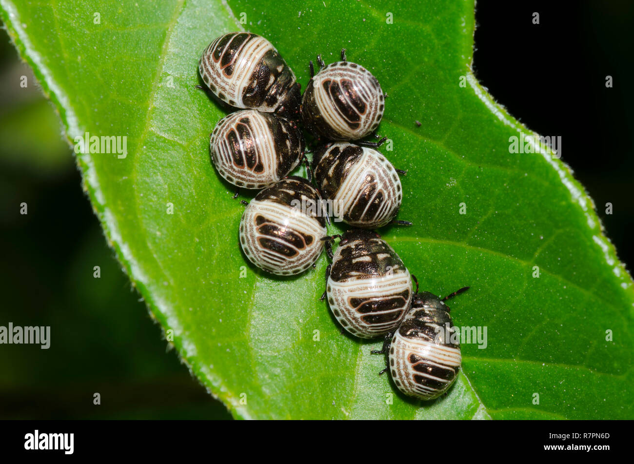 Shield-backed Bugs, Family Scutelleridae, nymphs clustered on leaf ...