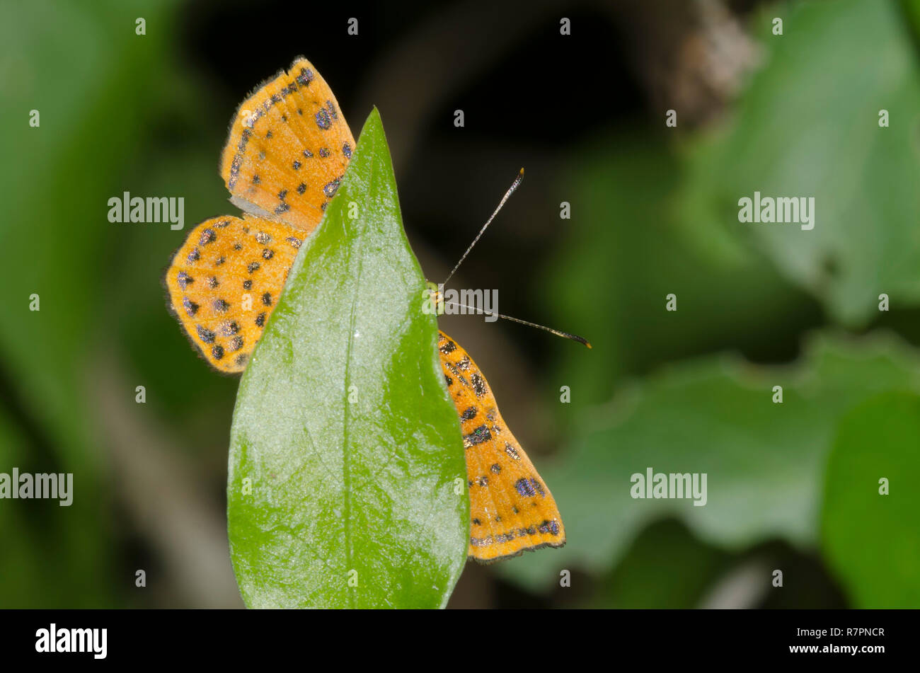 Red-bordered Metalmark, Caria ino, female peeking around leaf Stock ...