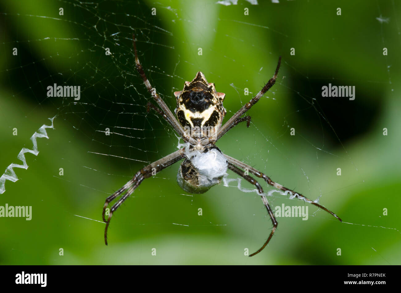 Silver argiope argentata orb weaver spider hi-res stock photography and ...