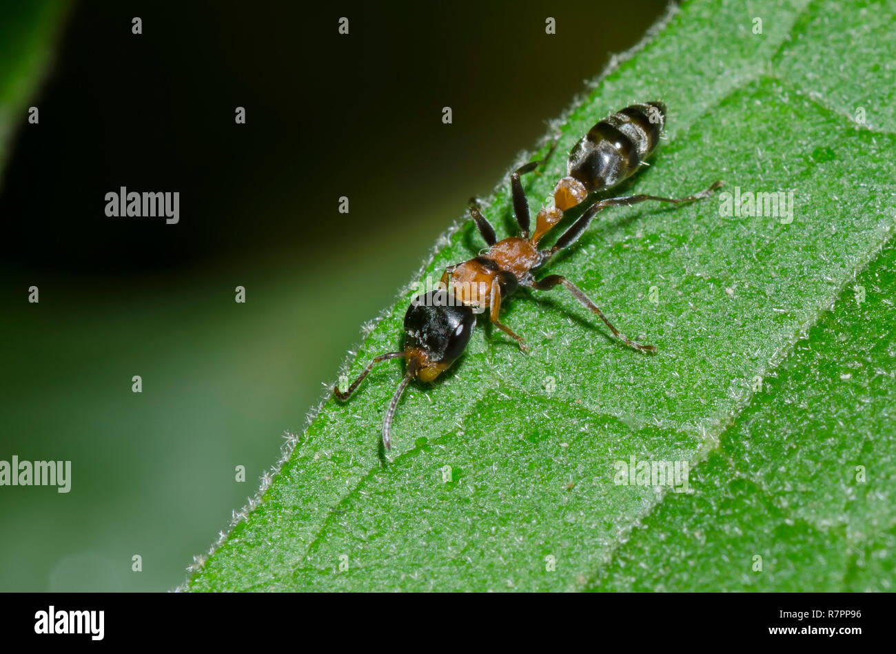 Twig ant hi-res stock photography and images - Alamy