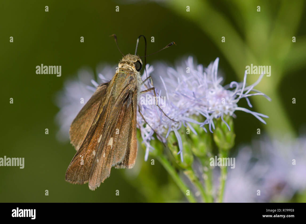 Ocola Skipper, Panoquina ocola, on mist flower, Conoclinium sp Stock ...