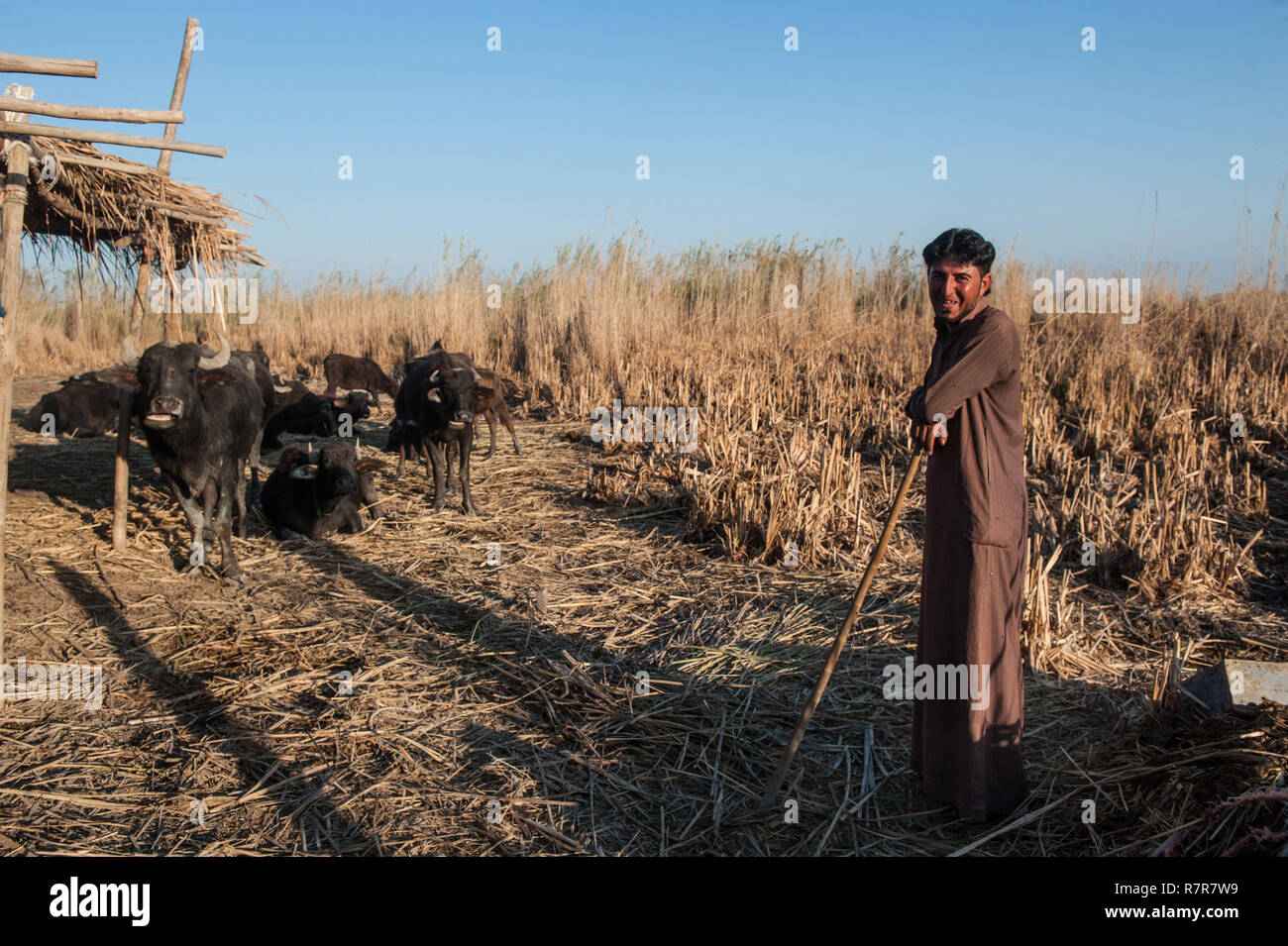 November 7, 2018 - Al-Chibayish, Marshes of Southern Iraq, Iraq - A ...