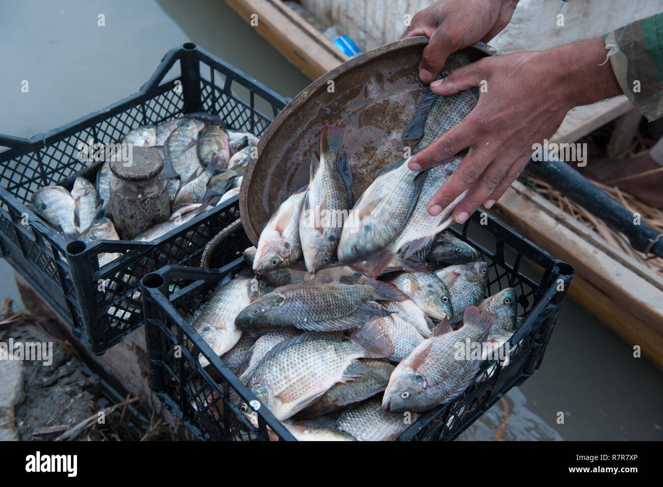 November 3, 2018 - Al-Chibayish, Marshes of Southern Iraq, Iraq - Fish ...