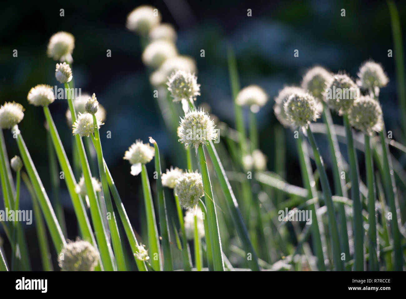 seeds of green onions Stock Photo - Alamy