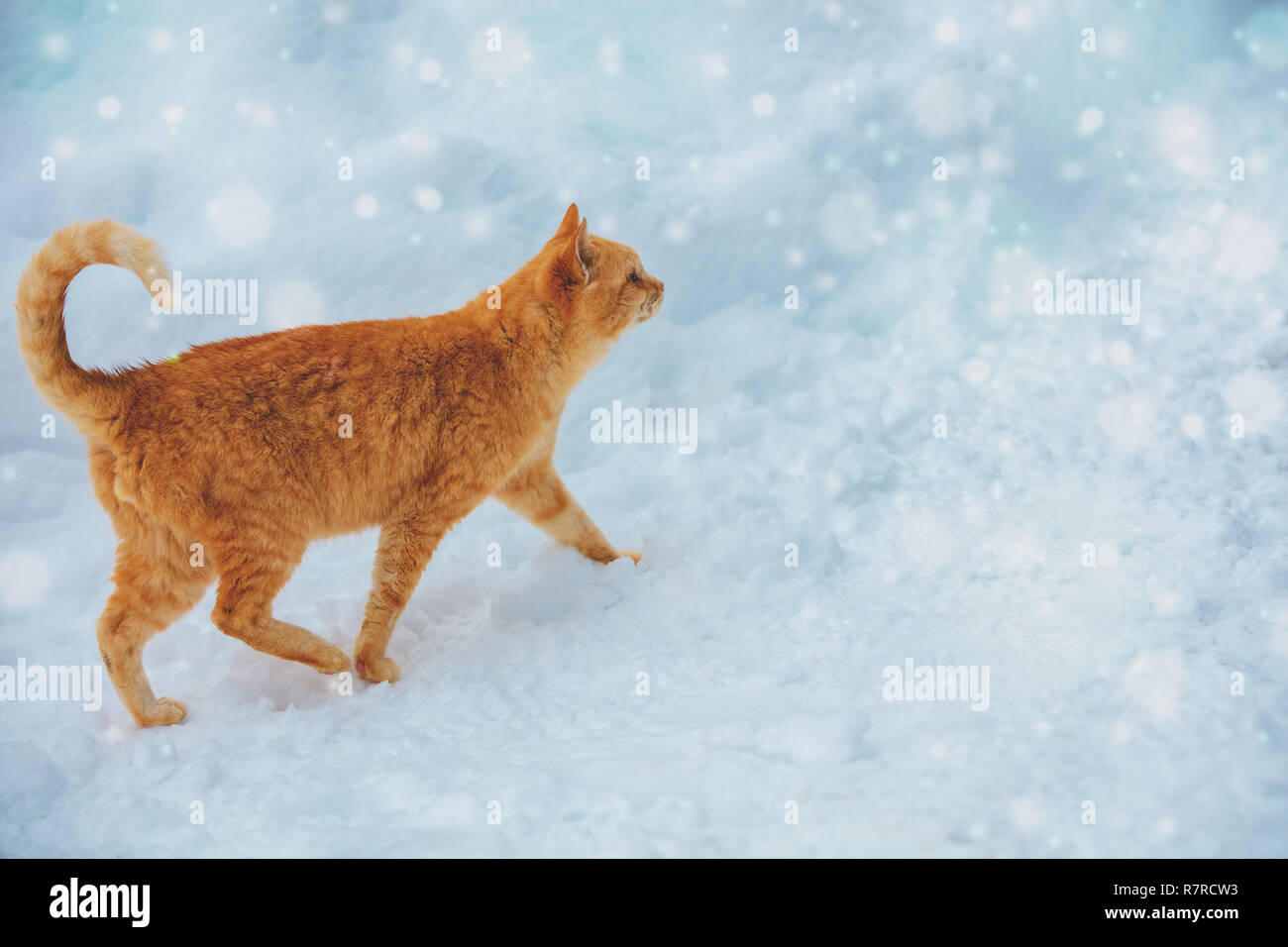 Red cat walking on the snow outdoors in winter Stock Photo - Alamy