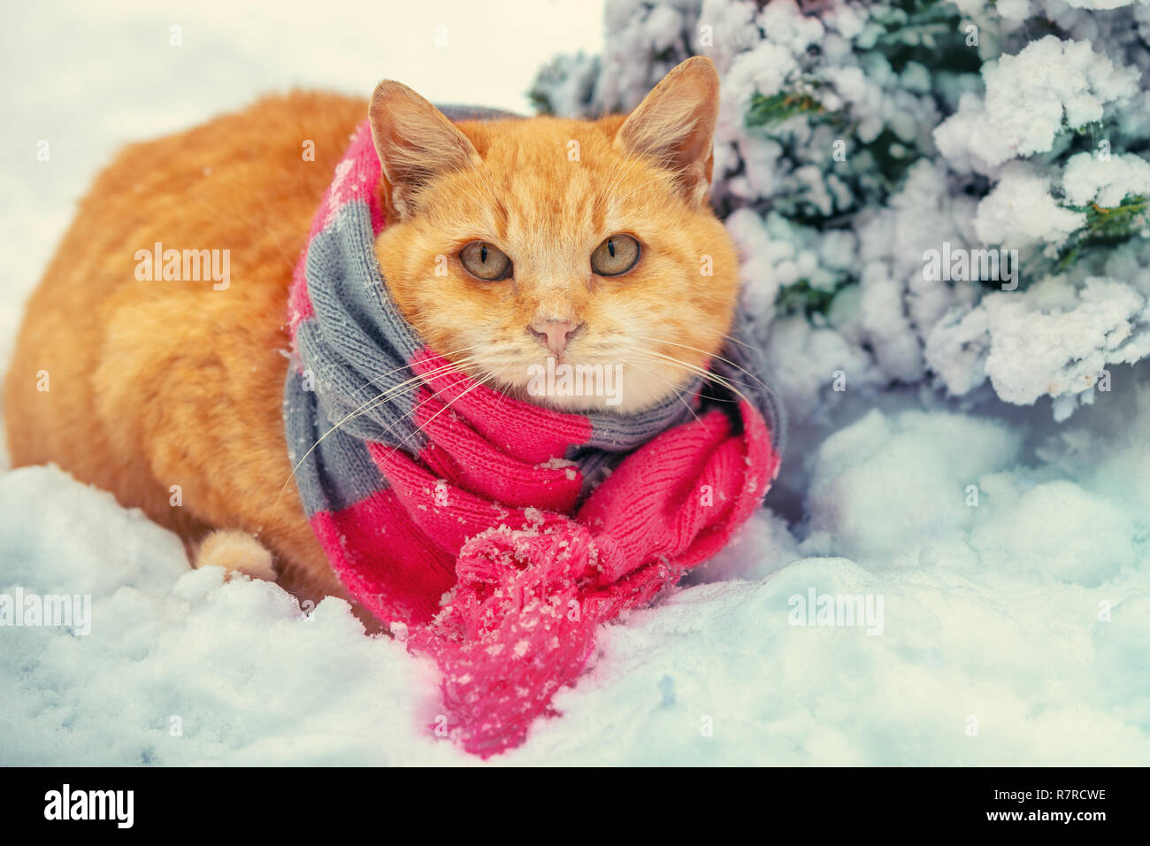 Red cat wearing scarf sitting outdoors in snowy winter near a fir tree ...