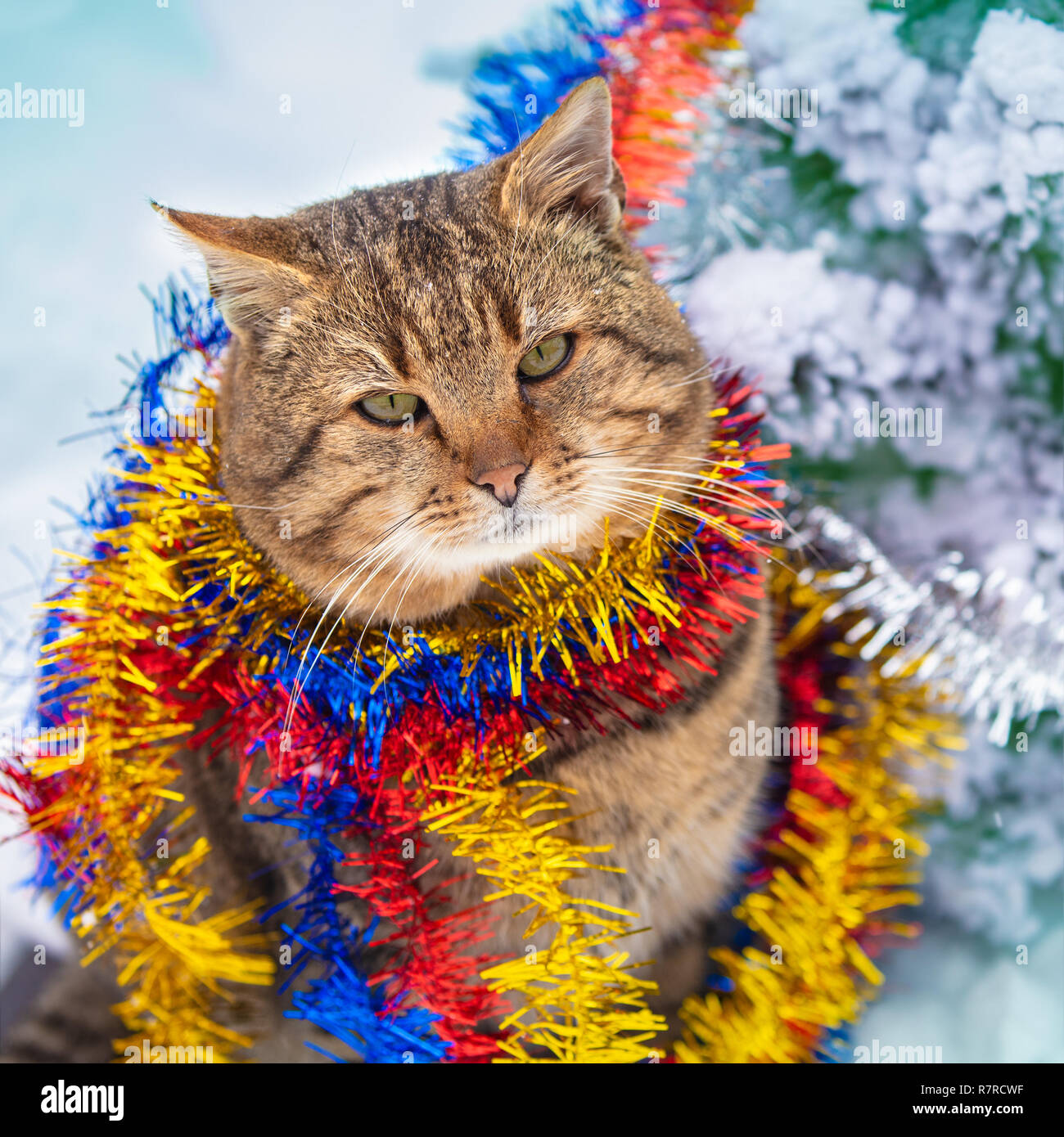Portrait of a shorthair cat entangled in the colorful streamer. Cat ...