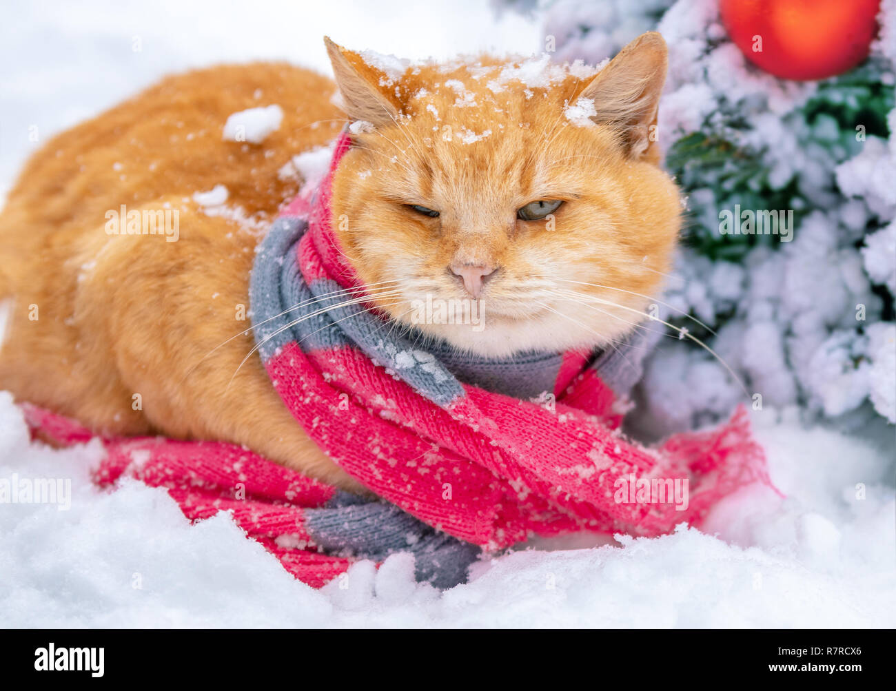 Red cat wearing scarf sitting outdoors in snowy winter near a Christmas ...