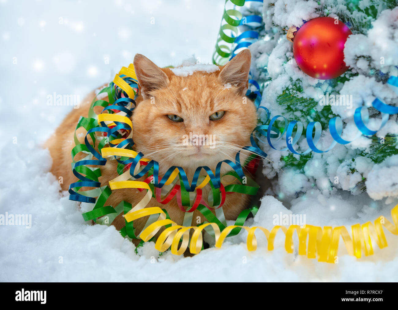 Red cat entangled in the colorful streamer sitting outdoors in snowy ...