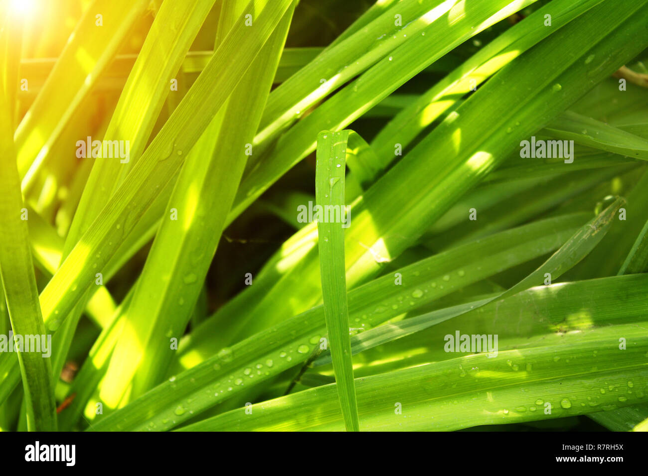 Rain drops on a green leafs Stock Photo - Alamy
