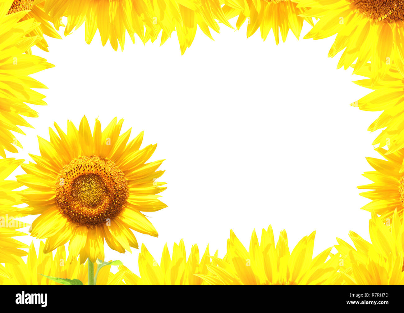 Border with yellow sunflowers. Isolated on white background Stock Photo ...