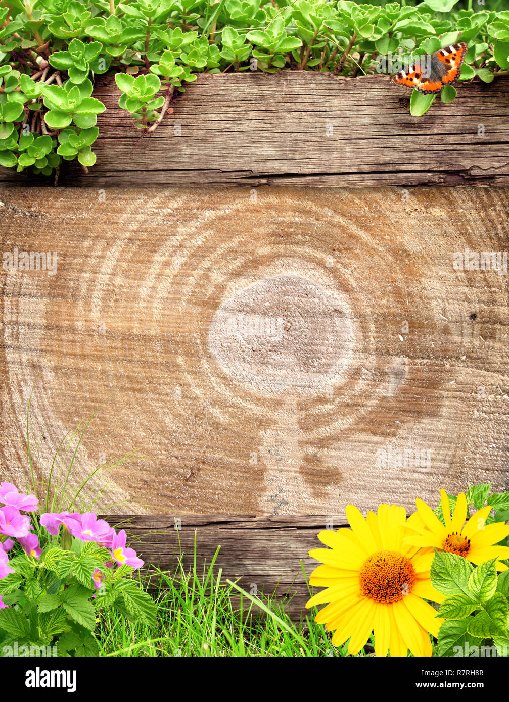 Summer background with old wooden plank, grass and green leaves Stock ...