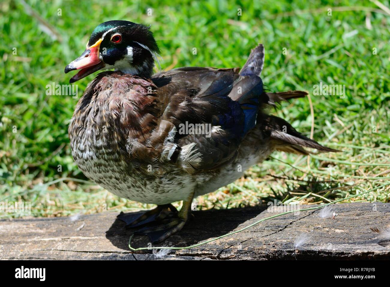 Portrait of a male wood duck (aix sponsa) in eclipse plumage standing ...