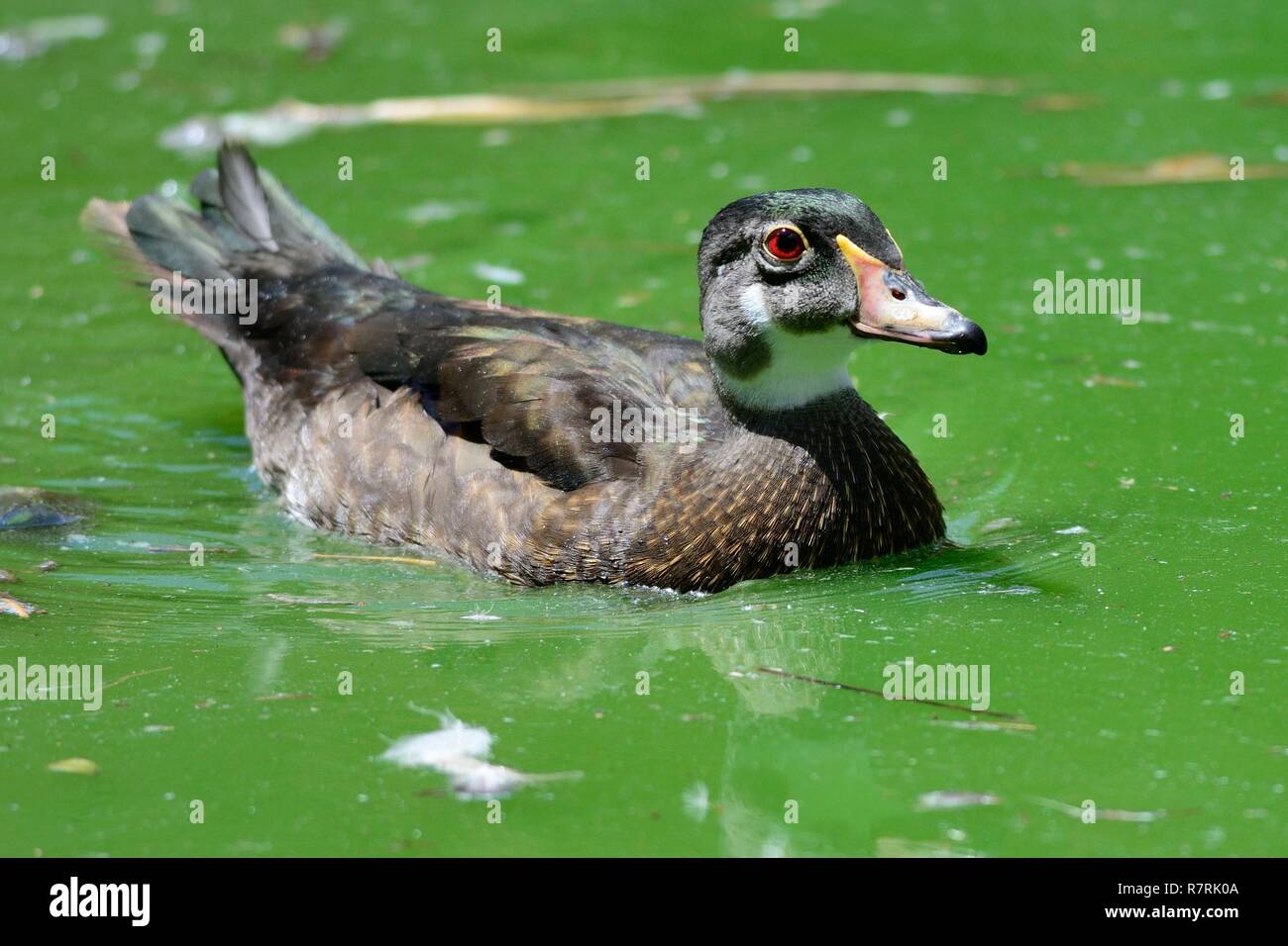 Portrait of a wood duck (aix sponsa) in eclipse plumage swimming in the ...