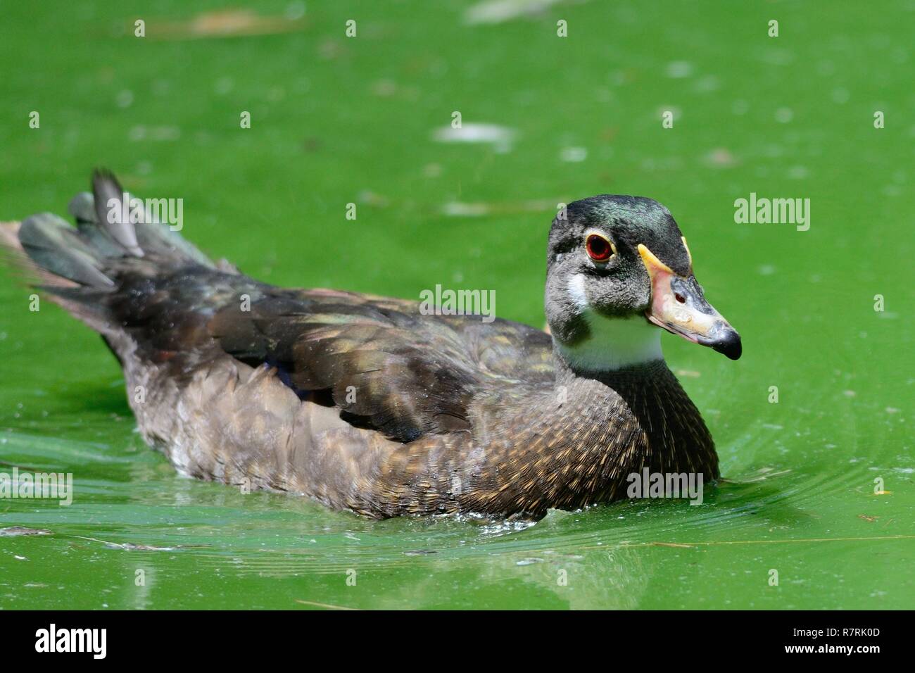 Portrait of a wood duck (aix sponsa) in eclipse plumage swimming in the ...
