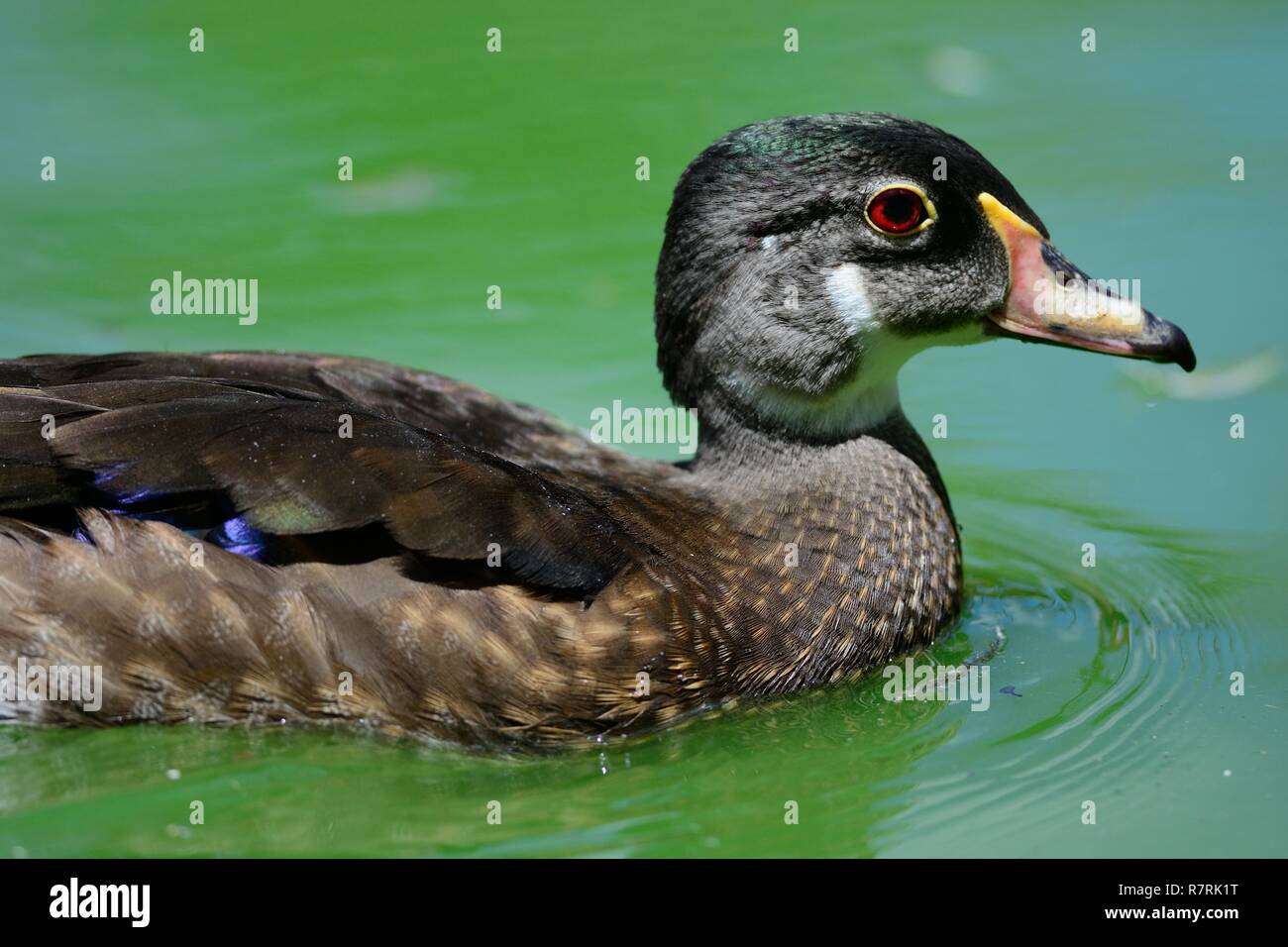 Portrait of a wood duck (aix sponsa) in eclipse plumage swimming in the ...